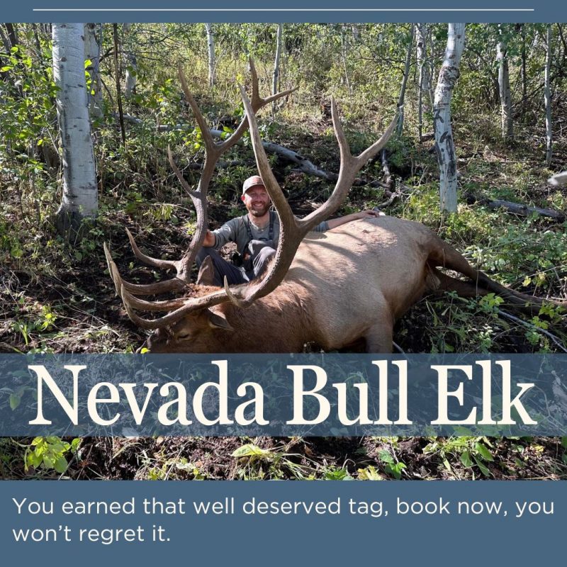 Nevada Bull Elk – Western Wildlife